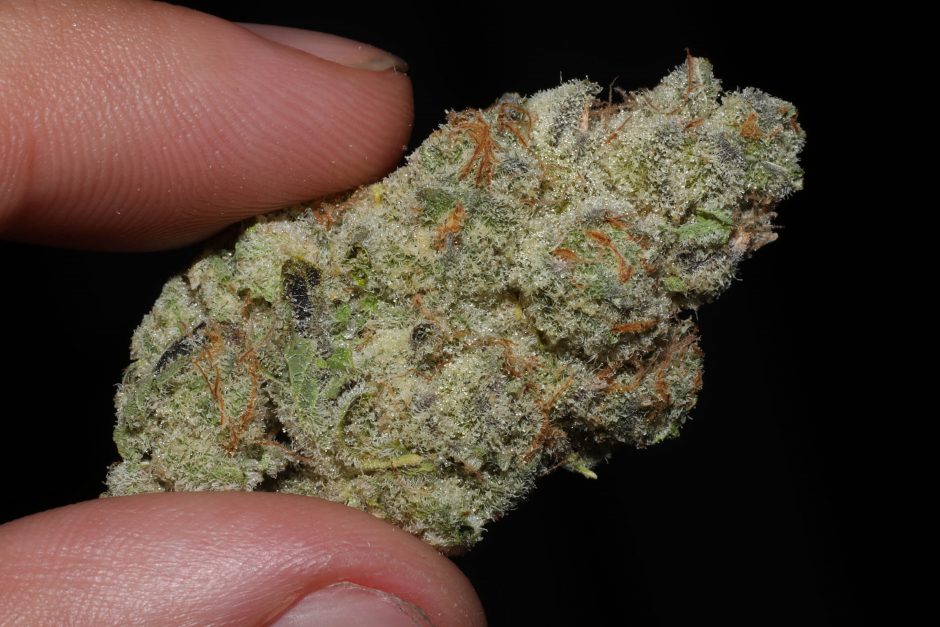 Strain Review: Banana Punch by The Village – Here 4 The Flavor Strain Review: Banana Punch by The Village – Here 4 The Flavor